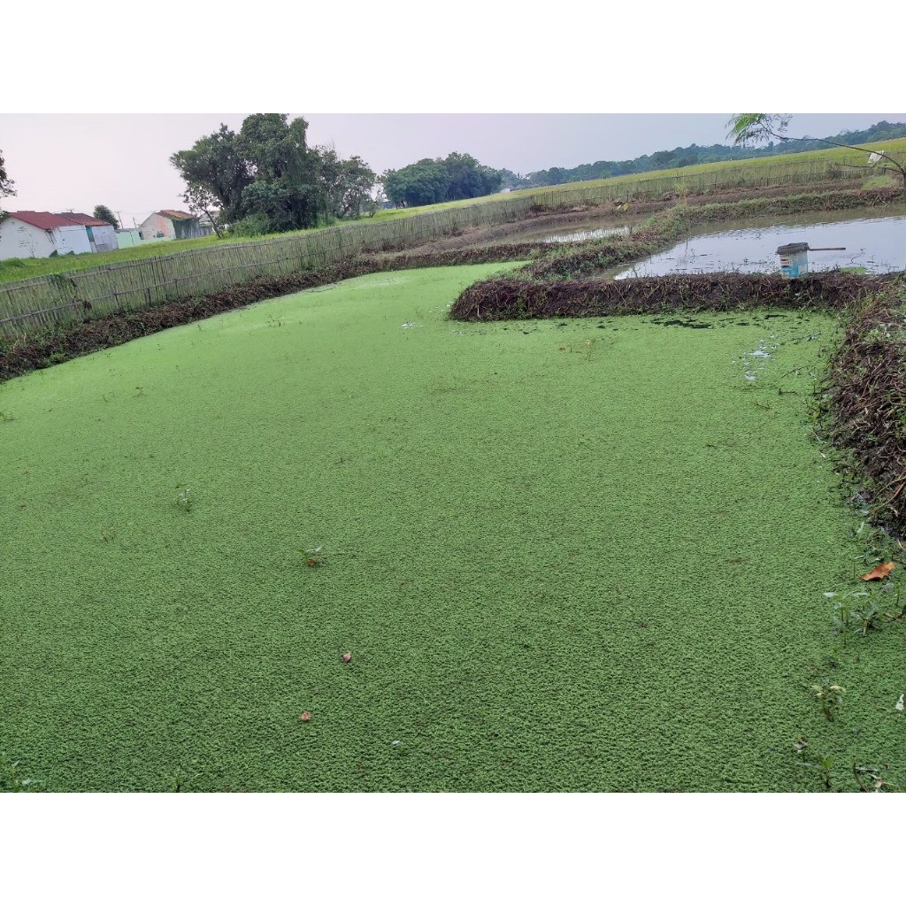 Jual Bibit Azolla Super Azola Pakan Ternak Unggas Ikan Ayam Bebek ...
