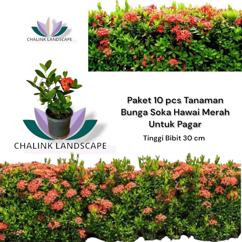 Jual Paket 10 Pohon Bunga Asoka Hawai Merah - Cocok untuk pagar Tanaman Rumah - Bunga Soka Merah ...