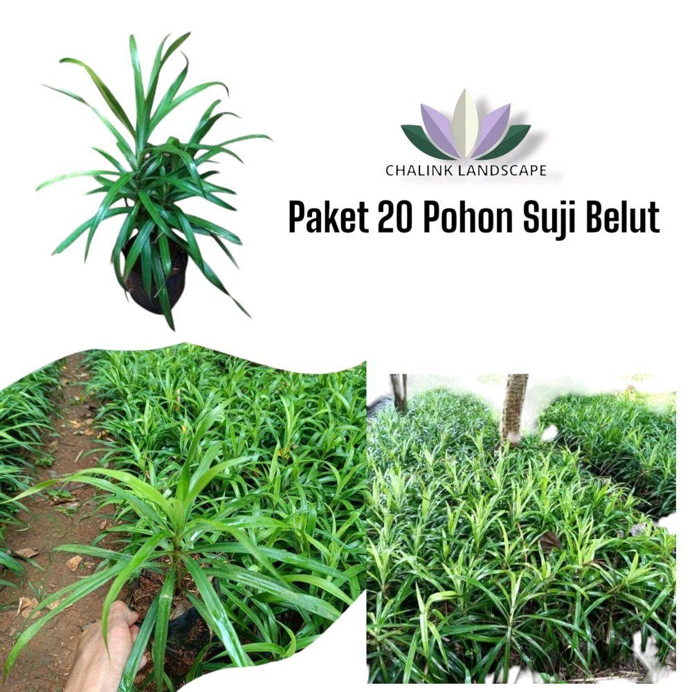 Jual Paket 20 Pcs Pohon Suji Belut Hijau - Tanaman Suji Herbal - Pohon Sujih Hias - Suji Belut ...