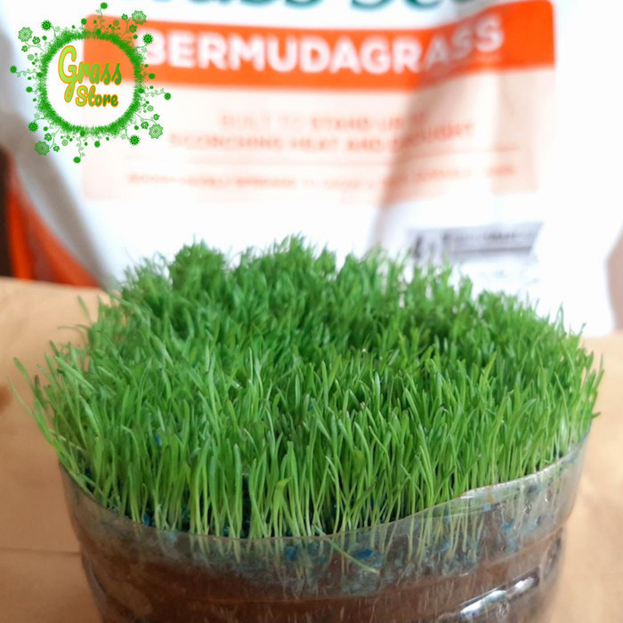 Jual benih rumput golf 1kg/bermuda grass turf builder scotts/biji ...