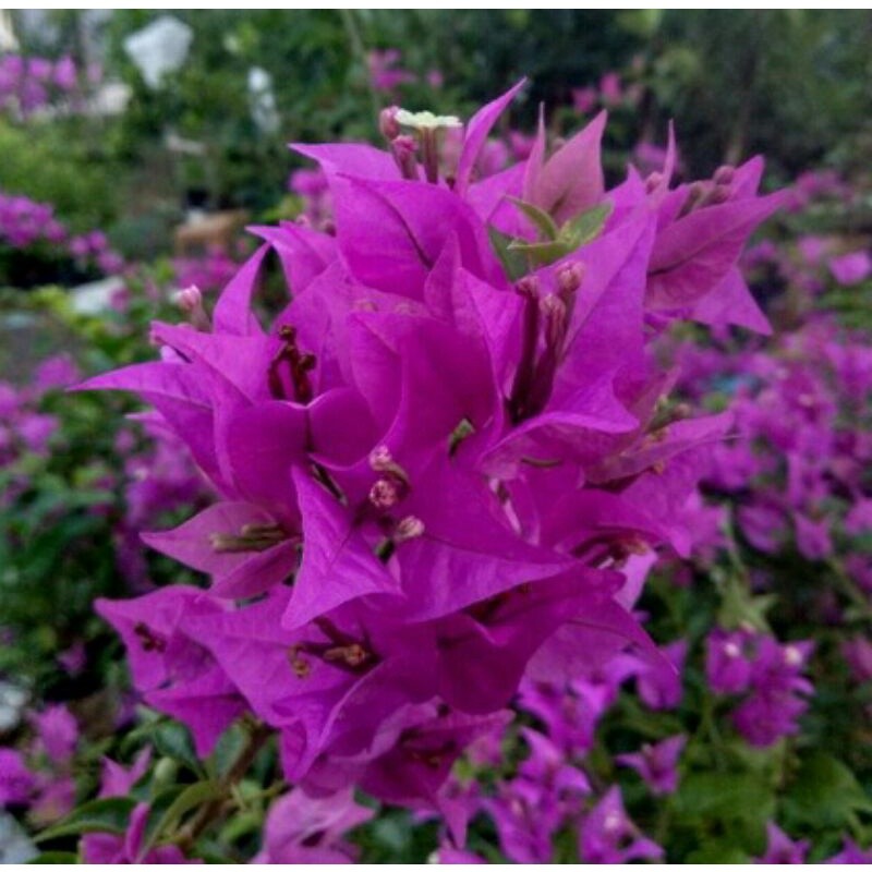 Jual pohon bugenvil kembang kertas ungu | Shopee Indonesia