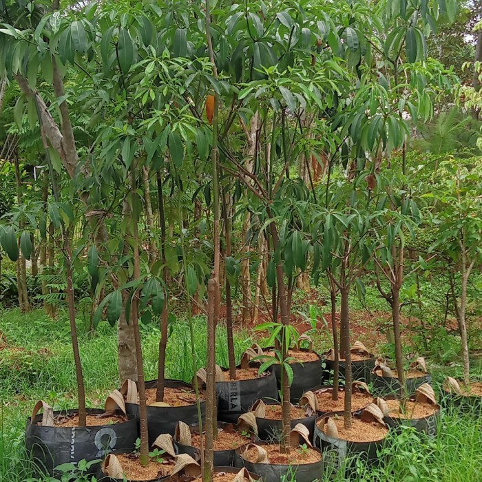 Jual bibit pohon pule tinggi 2_3 meter | Shopee Indonesia