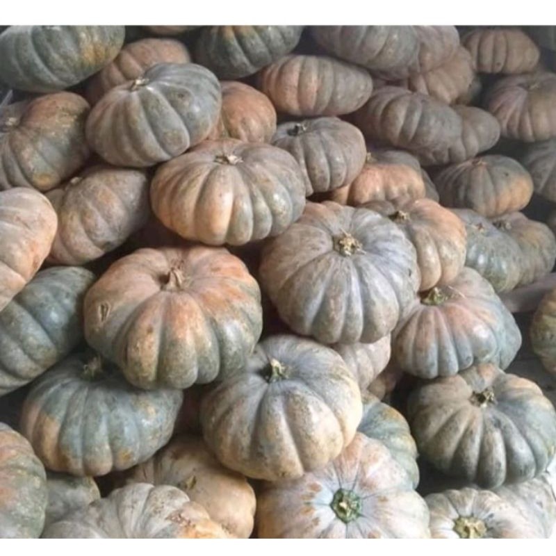 Jual labu kuning 1 buah berat 2,5kg-3kg | Shopee Indonesia