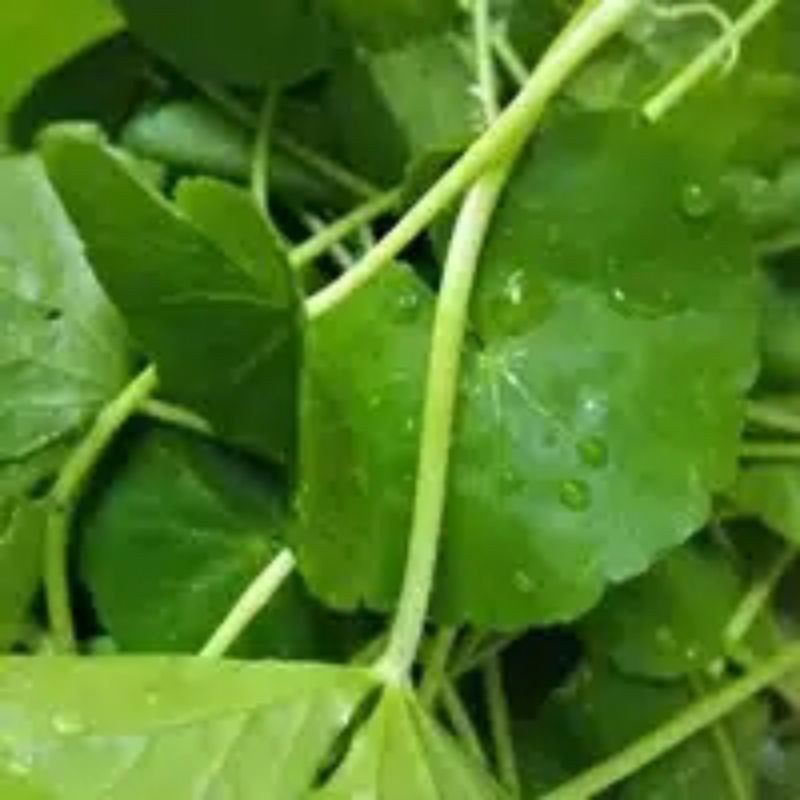 Jual Promo daun pegangan atau daun antanan segar/fresh 500gram | Shopee ...