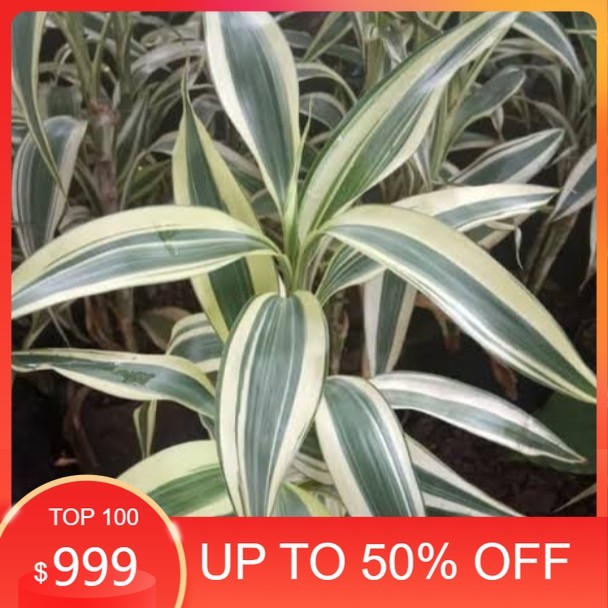 Jual Tanaman Hias Sri rezeki bambu hoki putih | Shopee Indonesia