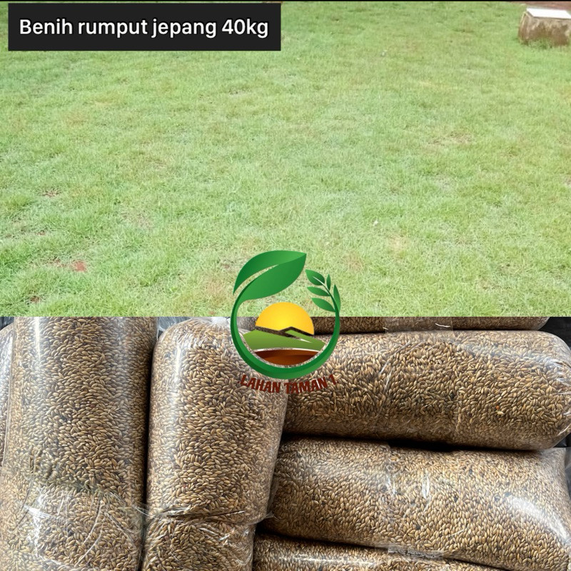 Jual benih rumput jepang/swis kemasan 40kg | Shopee Indonesia