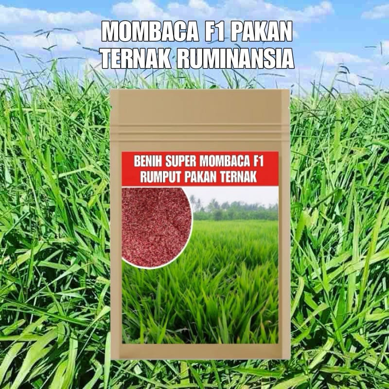 Jual Benih Rumput Super Mombaca F1 1000Biji Urban Farming | Shopee ...