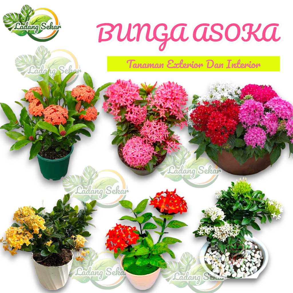 Jual Bunga Soka / Asoka Bunga Warna Warni Tanaman Hias Bunga Asoka ...