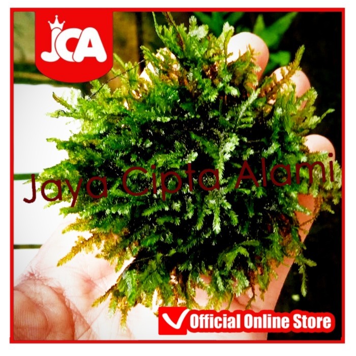 Jual Wabikusa Moss Sp Lumut Daun aquatic tumbuhan tanaman aquascape ...