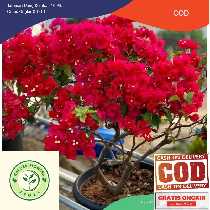 Jual PROMO pohon bugenvil bunga kertas/bibit stek okulasi pohon hias ...