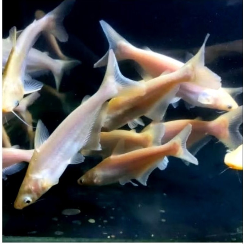 Jual Bismillahirrahmanirrahim PROMO bibit ikan patin albino kualitas ...