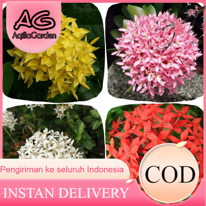 Jual tanaman hias asoka jepang bunga bibit asoka mini / Tanaman Hidup ...