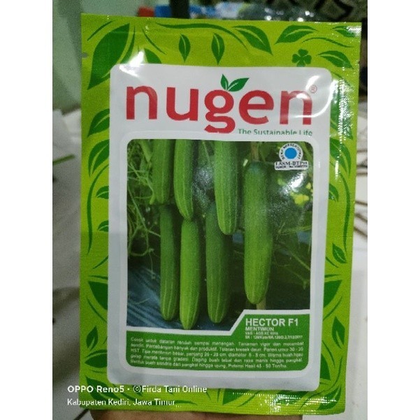Jual Benih Timun Hector 20gr Timun Hibrida Tahan Virus Original Nugen | Shopee Indonesia
