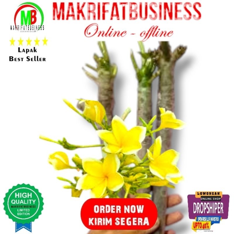 Jual MAKRIFATBUSINESS Paket 1 Pcs 40 cm Batang Stek BUNGA KAMBOJA BALI ...