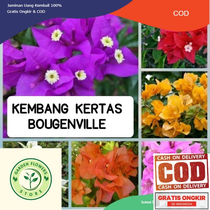 Jual Bisa Cod Tanaman Bougenville Kembang Kertas Bunga Hias