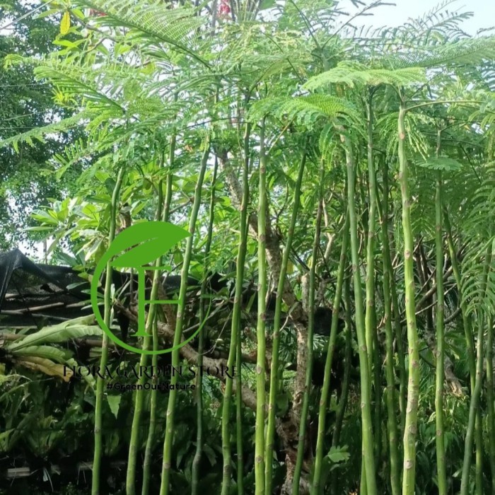 Jual Tanaman Hias Pakis Brazil - Pakis Solobium Parahyba - Tinggi 5 ...