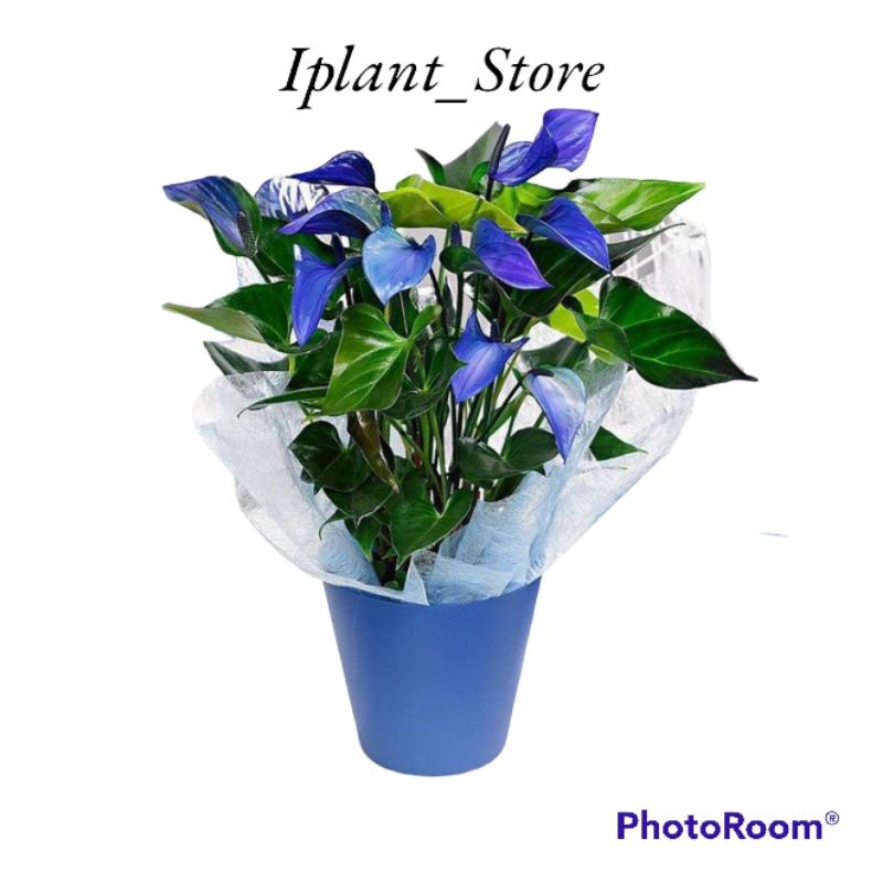 Jual Anthurium mickey mouse blue ice/mickey mouse bunga blue ice ...