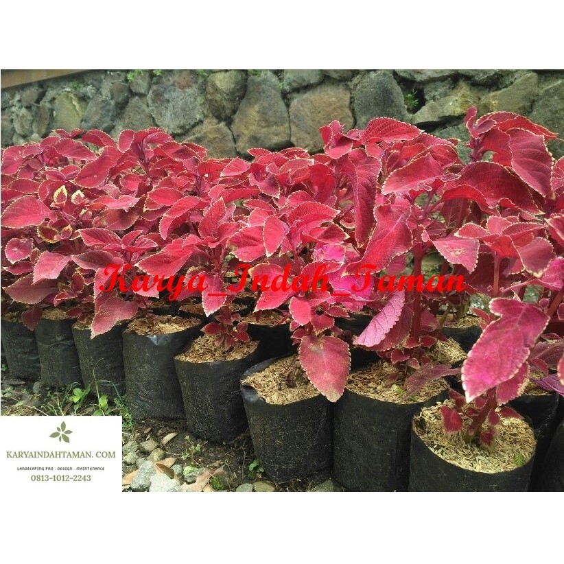 Jual Tanaman Miyana - Miana Merah - Tanaman hias miana merah | Shopee ...