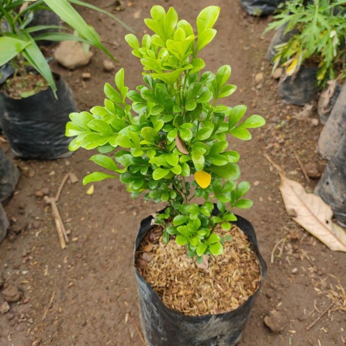 Jual Tanaman Pacar Cina - Bibit Pohon Culan - Kemuning Cina | Shopee ...