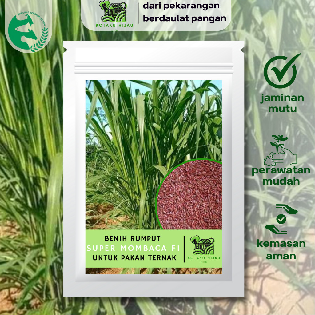 Jual Benih Rumput Super Mombaca F1 200 Seed Kotaku Hijau Hijauan Rumput ...