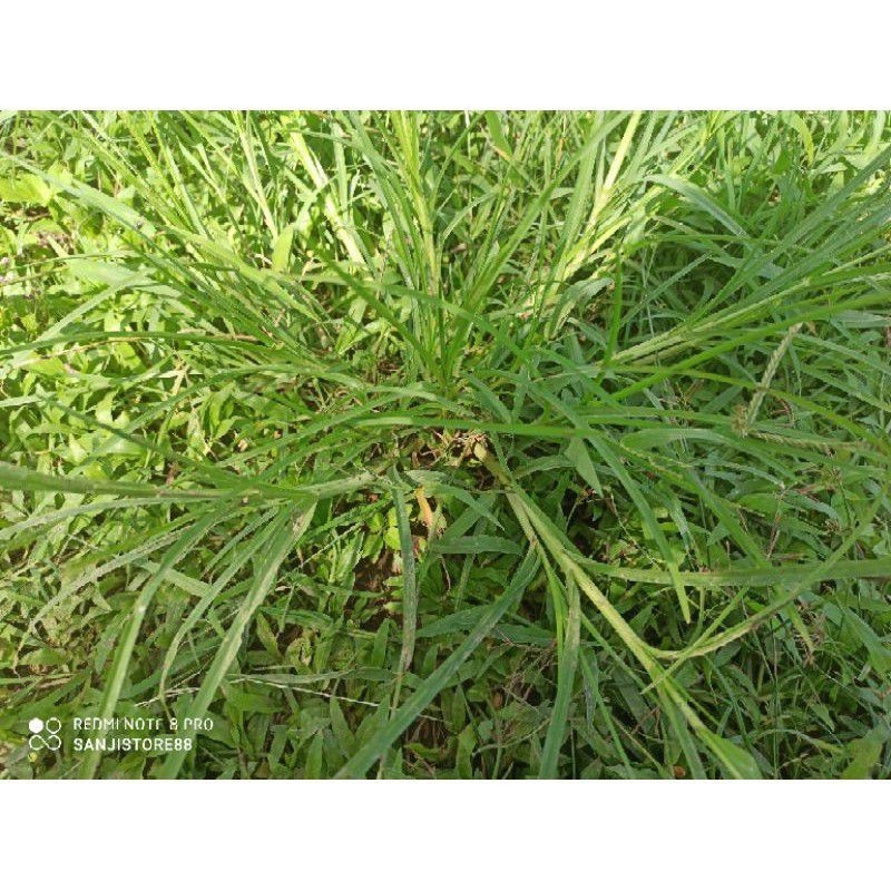 Jual Daun Tanaman Rumput Belulang atau jampang untuk kecantikan kulit ...