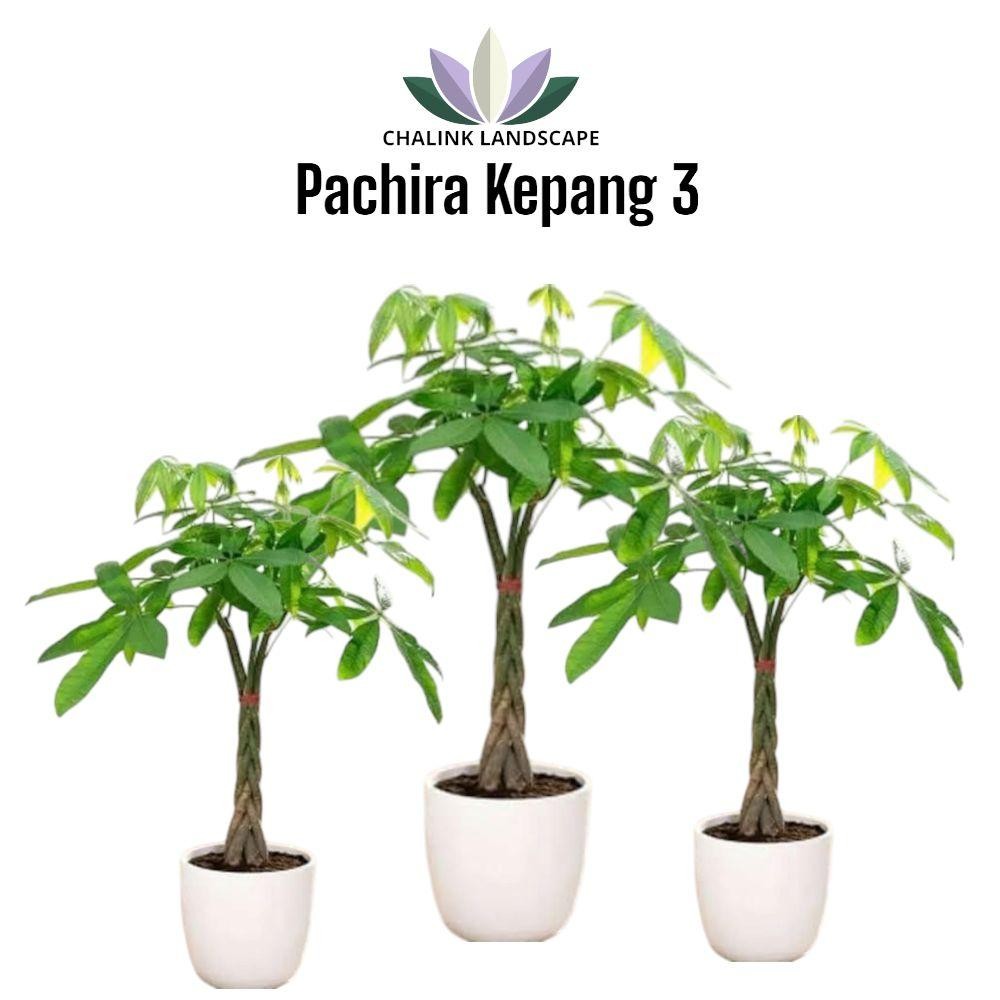 Jual chalink landscape Tanaman Hias Indoor Pacira Kepang 3 / Tanaman ...