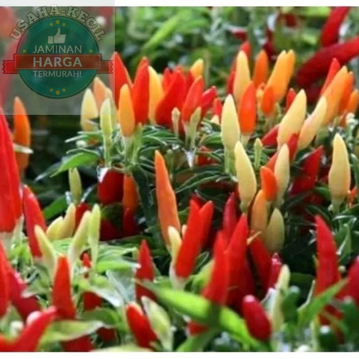 Jual Ready !!! 150+ Benih Cabe Rawit Setan Prentul F1 Super Pedas Mudah ...