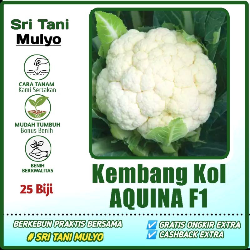 Jual 25 Biji - Benih Kol AQUINA F1 CAP PANAH MERAH - Bibit Tanaman ...