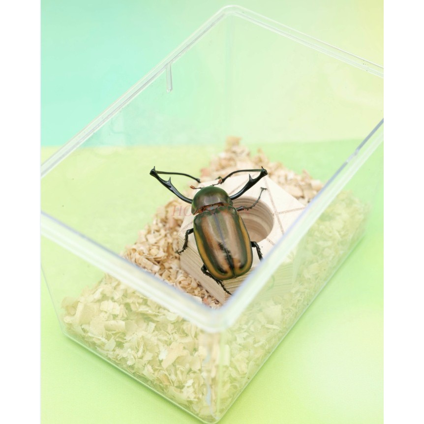 Jual Beetle Japanese rhinoceros beetle rearing box Feeding box Spade ...