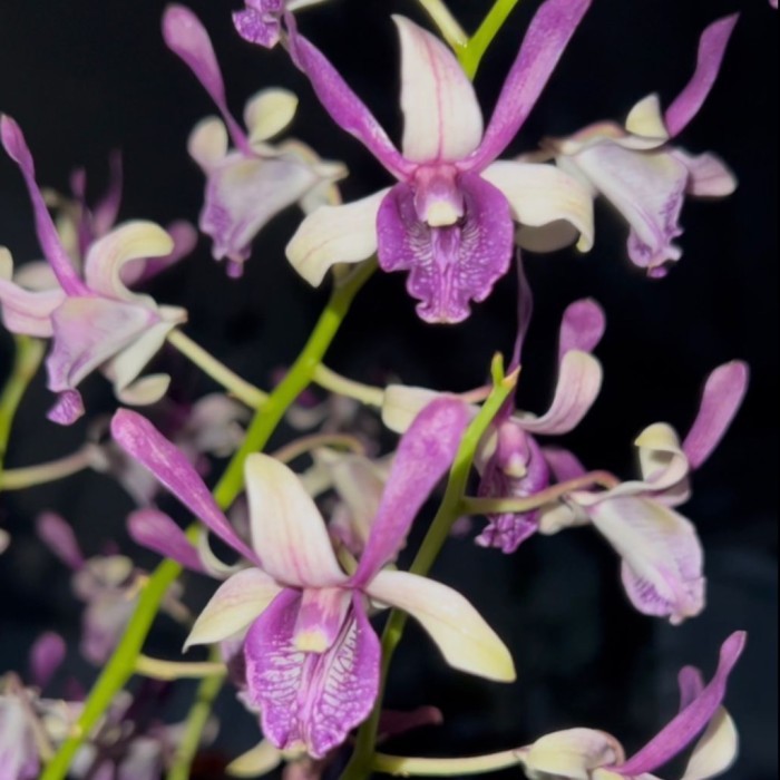 Jual BUMI ORCHIDS Anggrek Dendrobium Lingkar Willis - Seedling Foresta ...