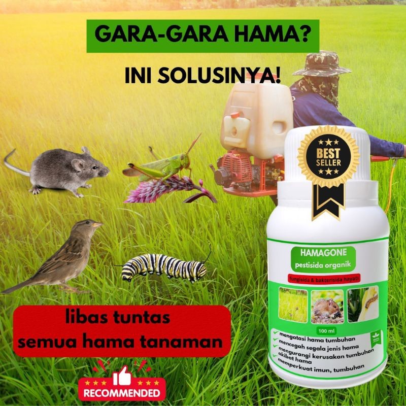 Jual OBAT HAMA ULAT PADI SUNDEP BELUK 100 ML HAMAGONE - Obat Hama Padi ...