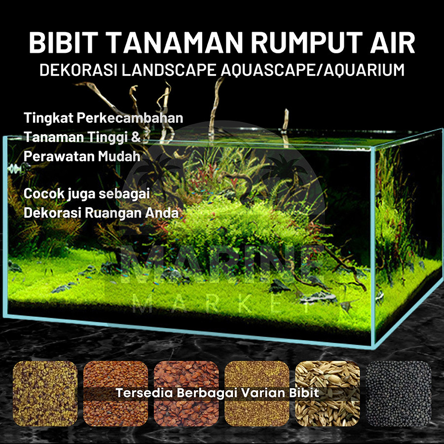 Jual 2000 Bibit Benih Tanaman Hias Akuarium Ornamen Rumput Air Hidup ...