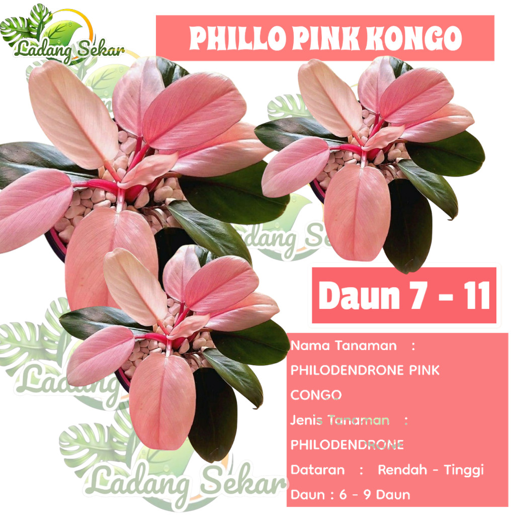 Jual TANAMAN HIAS PHILODENDRON PINK CONGO PHILO CONGO PINK TANAMAN ...