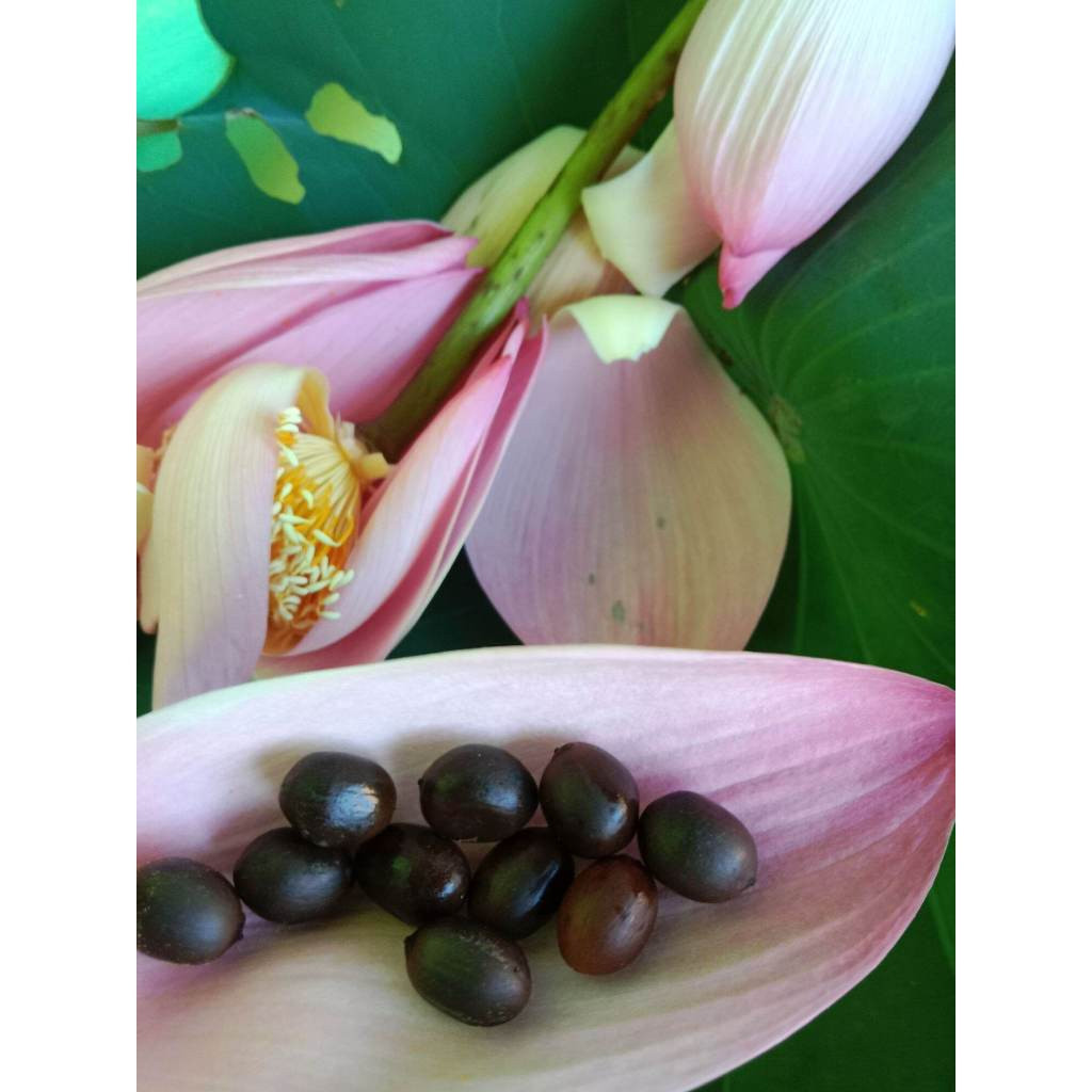 Jual Biji Bunga Teratai Lotus Utpala Nymphaea stellata 10 biji | Shopee ...