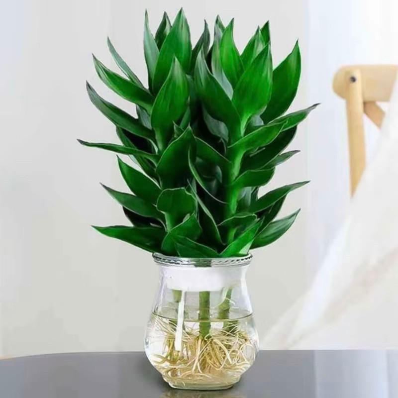 Jual BAMBU KEBERUNTUNGAN BAMBU GUANYIN JUMBO | Shopee Indonesia