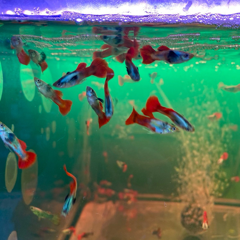 Jual IKAN GUPPY RED MOZAIC - HIASAN AQUARIUM - 2 CM | Shopee Indonesia