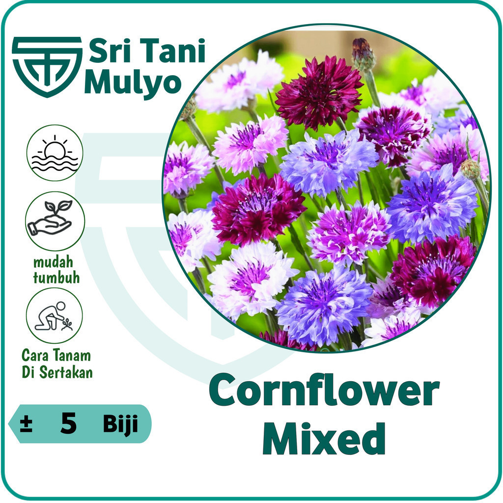 Jual 5 Biji - Benih bunga cornflower dwarf midget blue Import BIBIT ...