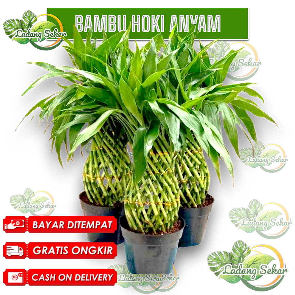 Jual BAMBU HOKI JEPANG ANYAM Bambu hoki bambu Rejeki pohon ...