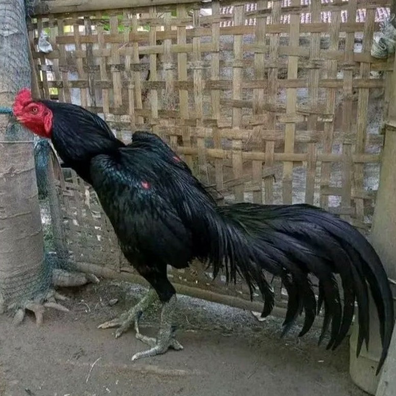 Jual telur ayam pakhoy ori Thailand petarung bisa untuk di tetaskan ...