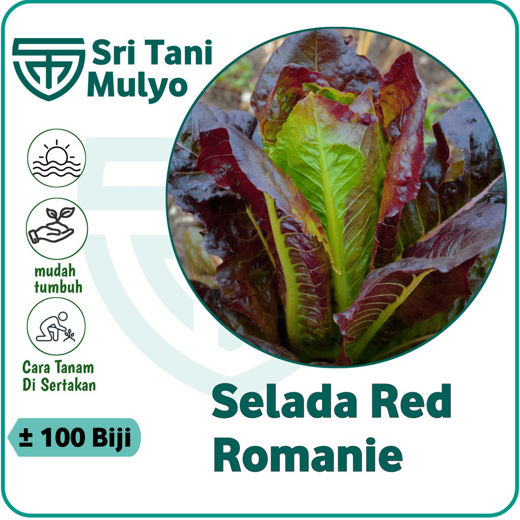 Jual 100 Biji - Benih Selada Merah RED ROMAINE - Bibit Tanaman Sayur Sayuran Lettuce Selada Red ...