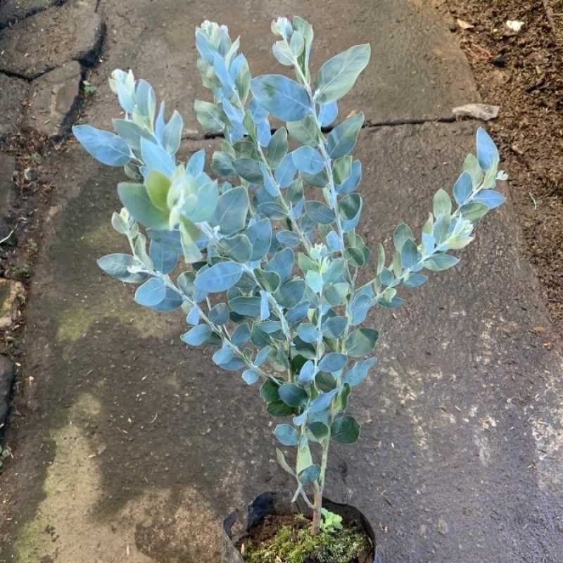 Jual Tanaman Hias Silver Dollar - Bibit Tanaman Daun Memusa - Tanaman ...