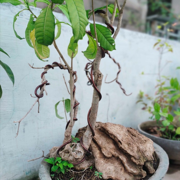 Jual Bonsai Kemuning Hutan Wangi Gratis Pot Ukuran Pot 40 cm Foto Asli ...