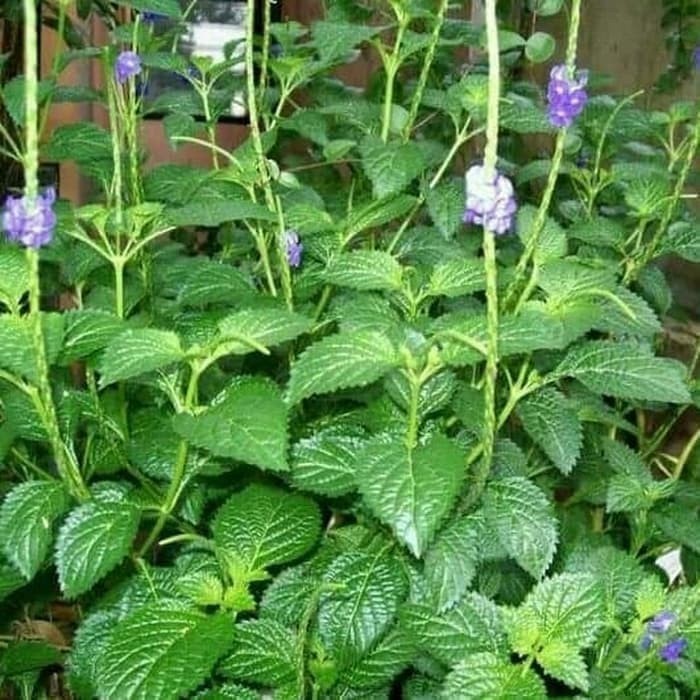 Jual Daun pecut kuda segar 250 gram fresh (RAS) | Shopee Indonesia