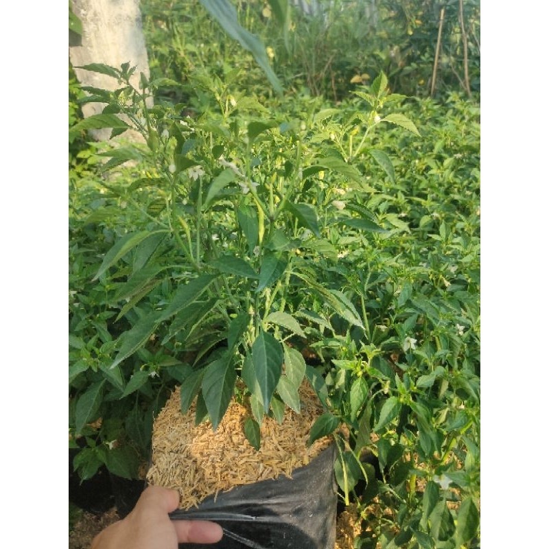 Jual Tanaman CABE RAWIT SETAN JUMBO BERBUAH - Cabai Rawit Cabe Setan ...