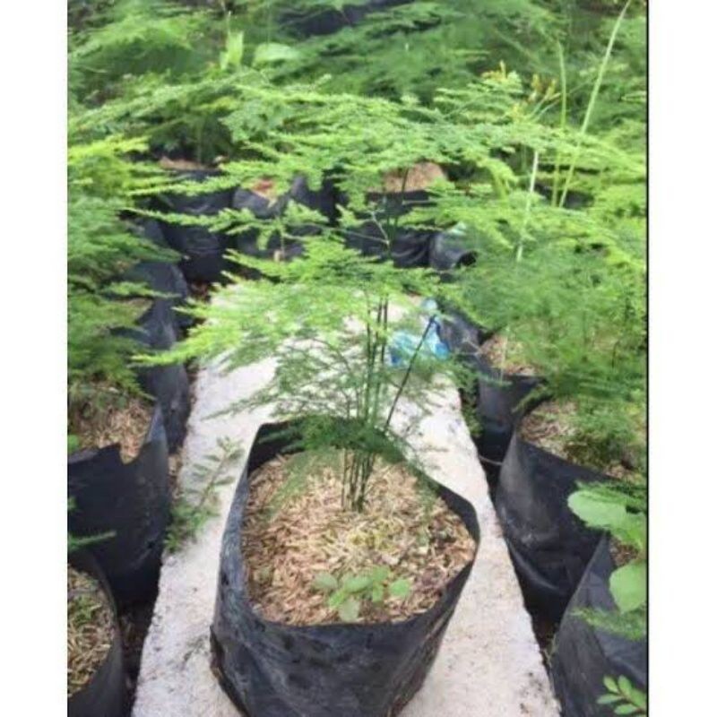 Jual Tanaman Bunga ASPARAGUS PLUMOSUS - Tanaman Hidup Asparaga ...