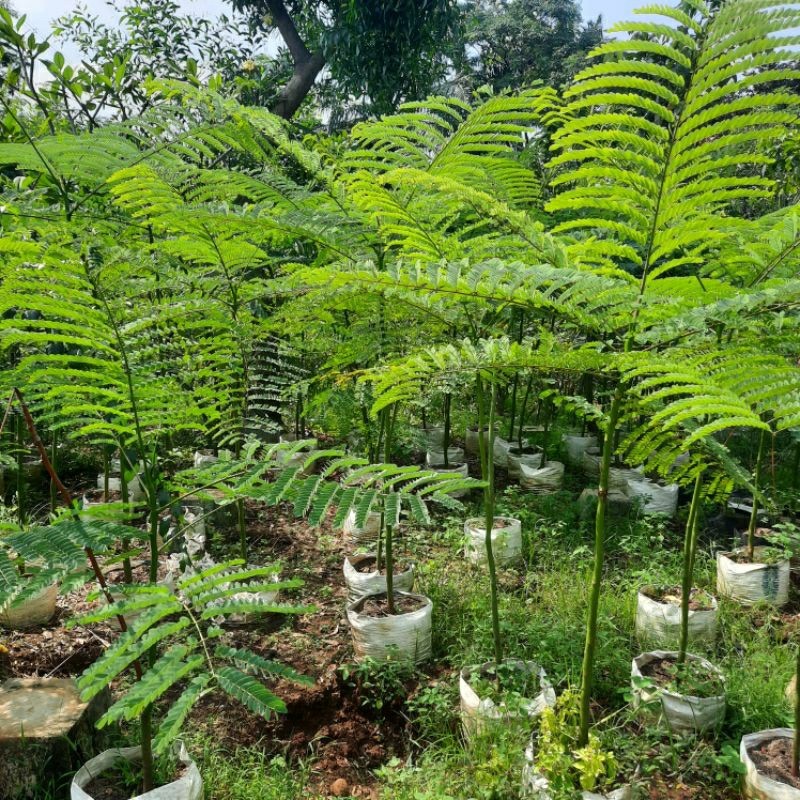 Jual TANAMAN SOLOBIUM PAKIS BRAZIL 2 METER | Shopee Indonesia