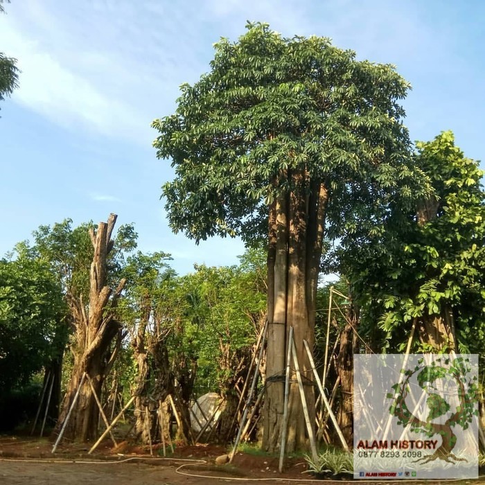 Jual Pohon pule - pohon pelindung - pohon pulai | Shopee Indonesia