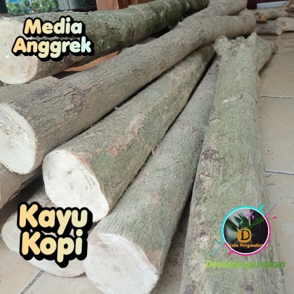 Jual new.. kayu kopi utuh media tempel anggrek panjang 100 cm diameter ...