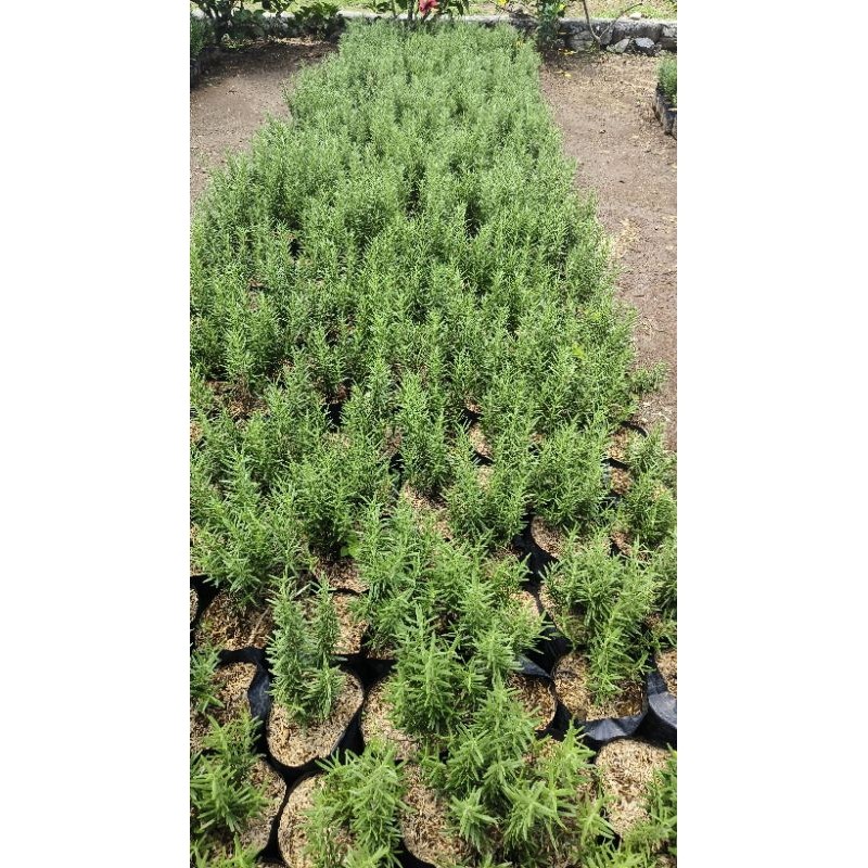 Jual Tanaman Hias Rosemary daun asli wangi | Shopee Indonesia