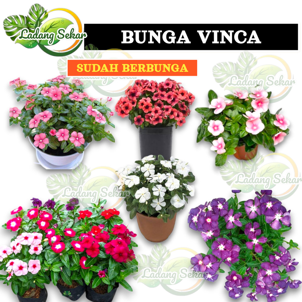 Jual Bunga VINCA IMPORT BERBUNGA - Tanaman Hias Bunga Gantung Vinca ...